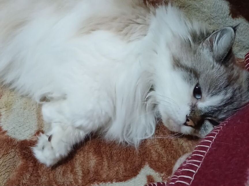 Кошка в дар бесплатно в хорошие руки