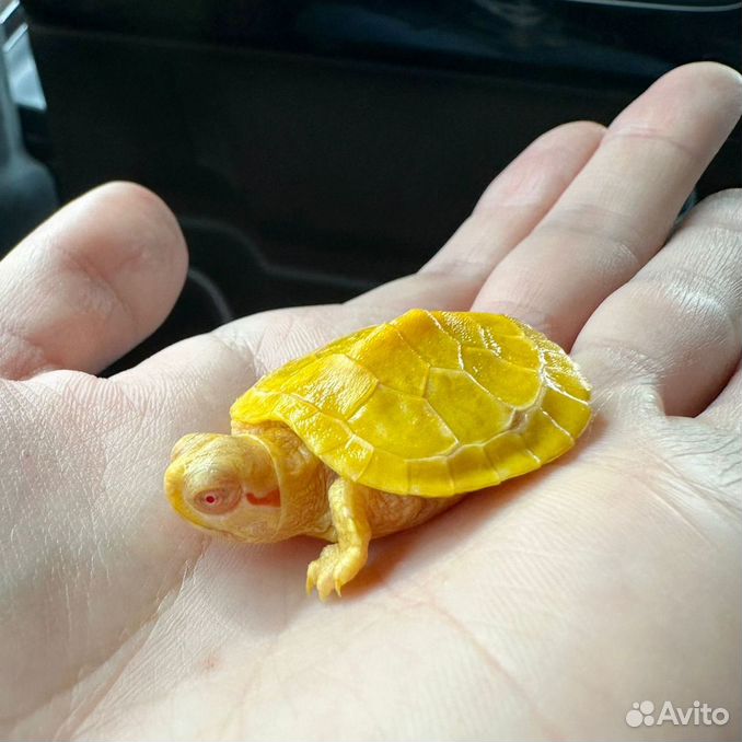 Черепахи красноухие альбинос 4шт