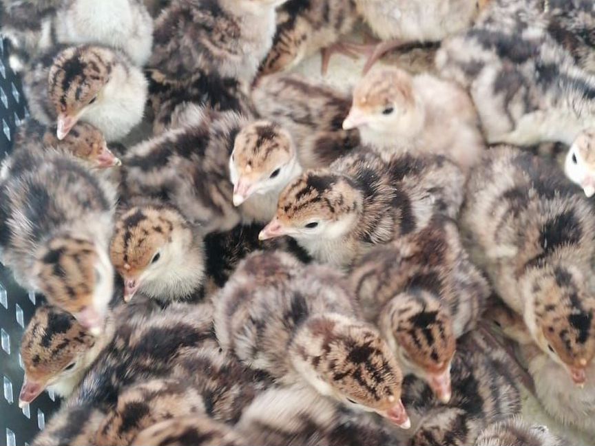 Индюшата суточные