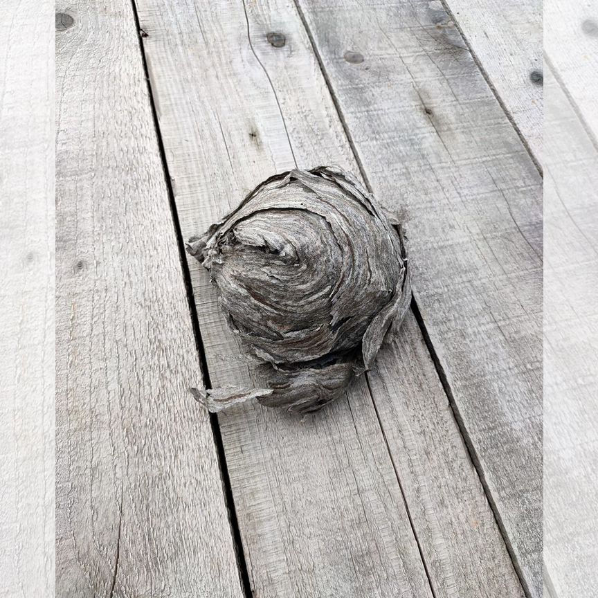 Осиное гнездо большое