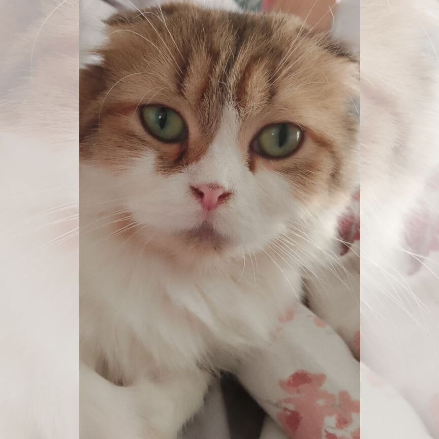Кошка