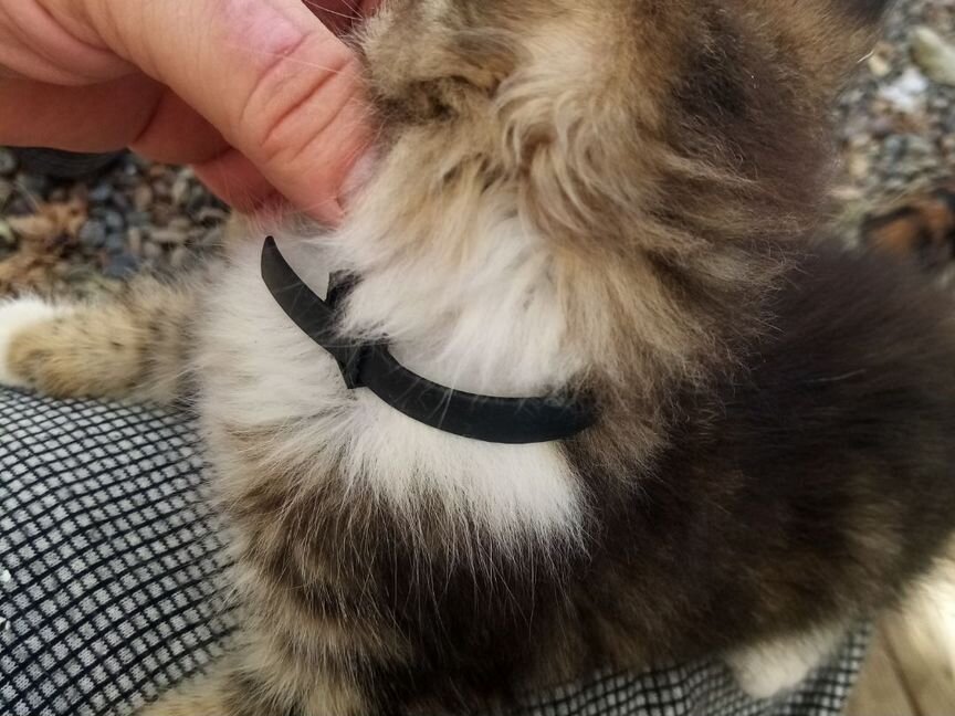 Котенок с море лермонтово