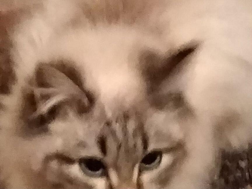 Кошки