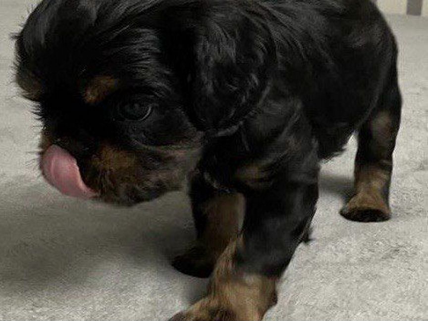 Очаровательные щенки кавалерчики