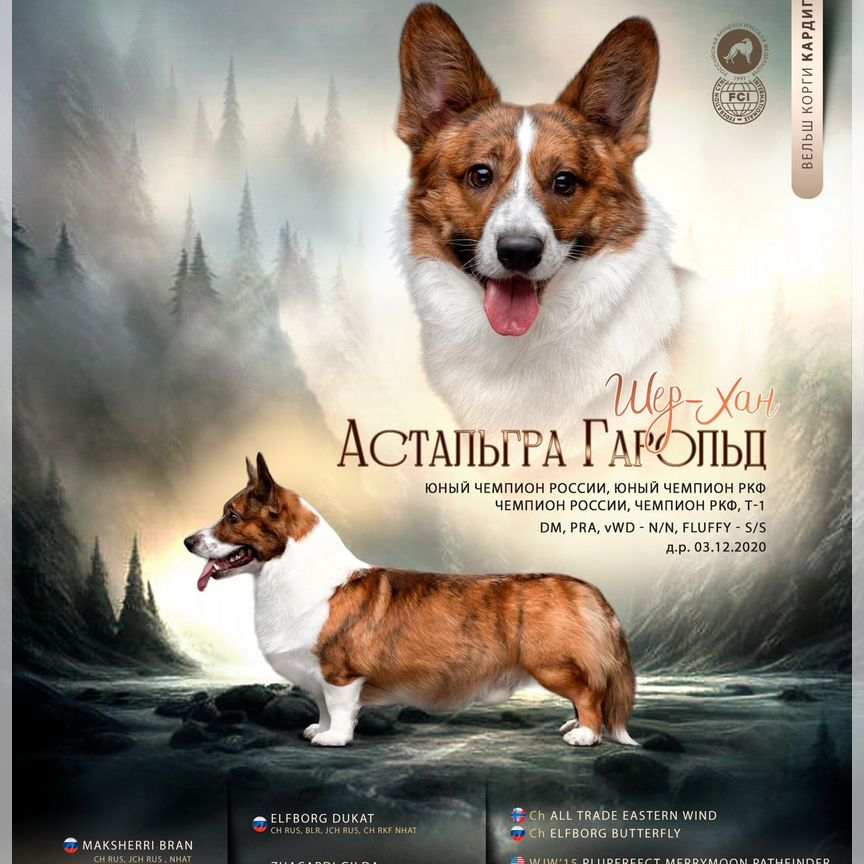 Вязка Вельш-корги кардиган