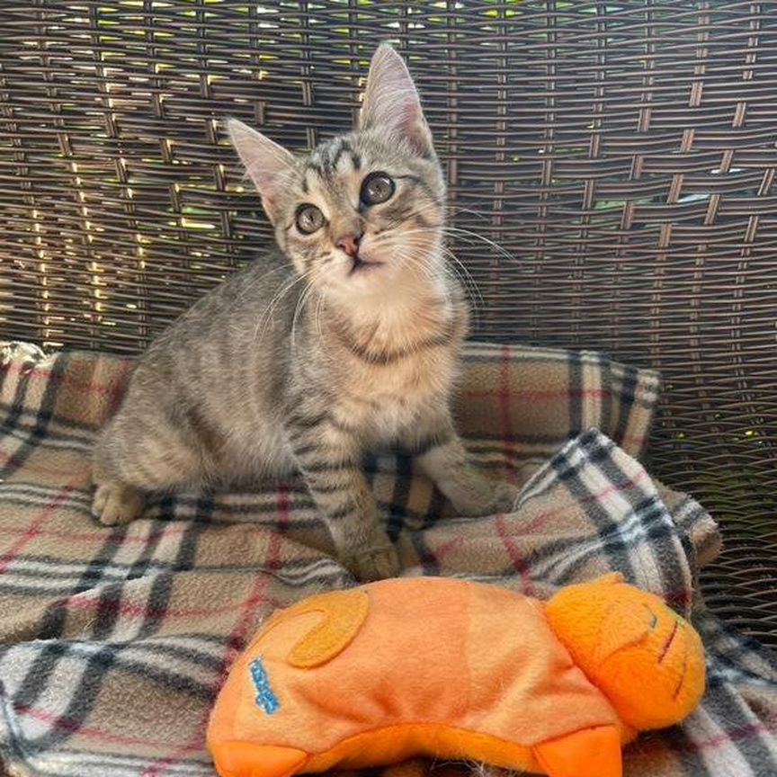 Котёнок Матвей ищет дом