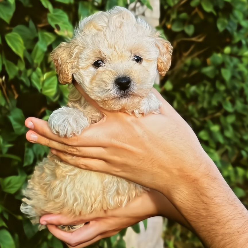 Мальтипу, щенок