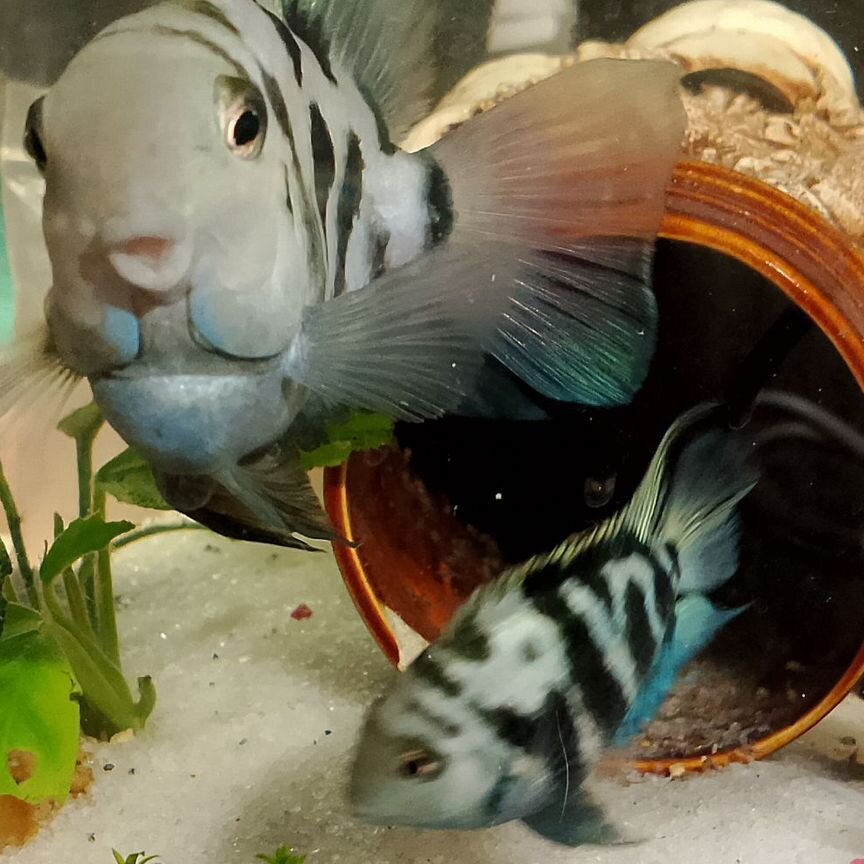 Рыбка сапфировый попугай