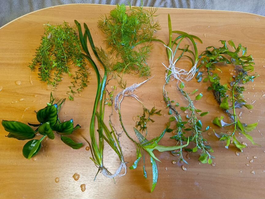 Аквариумные растения, прополка