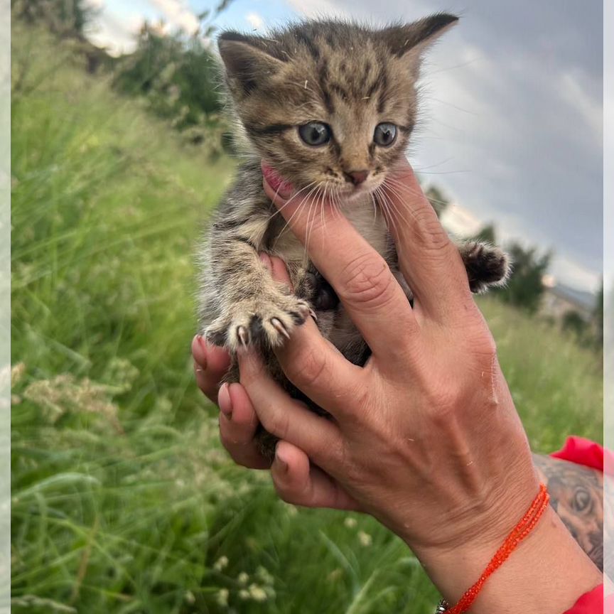 Котёнок в добрые руки
