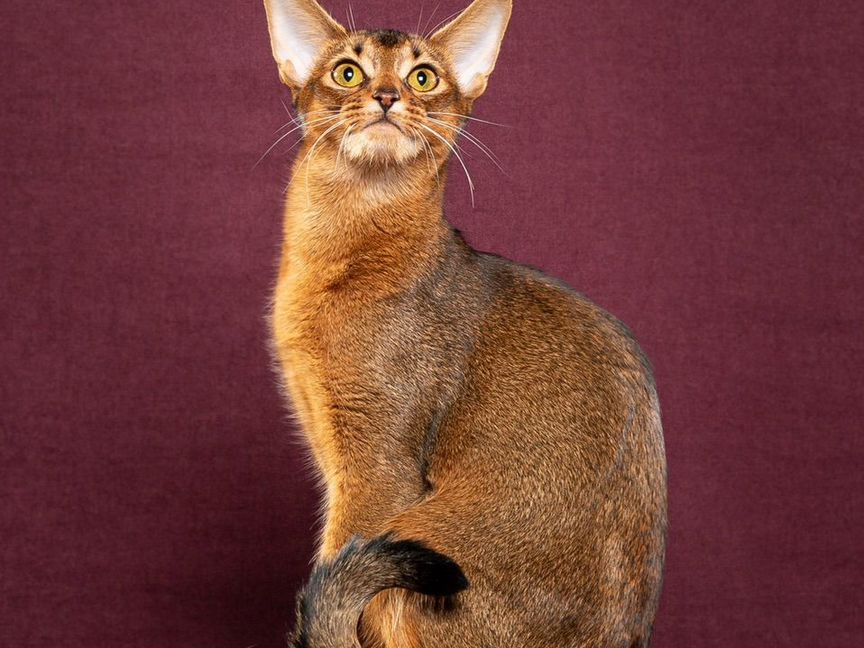 Абиссинская кошка в разведение