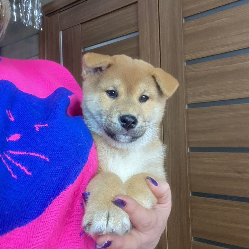 Щенки сиба ину