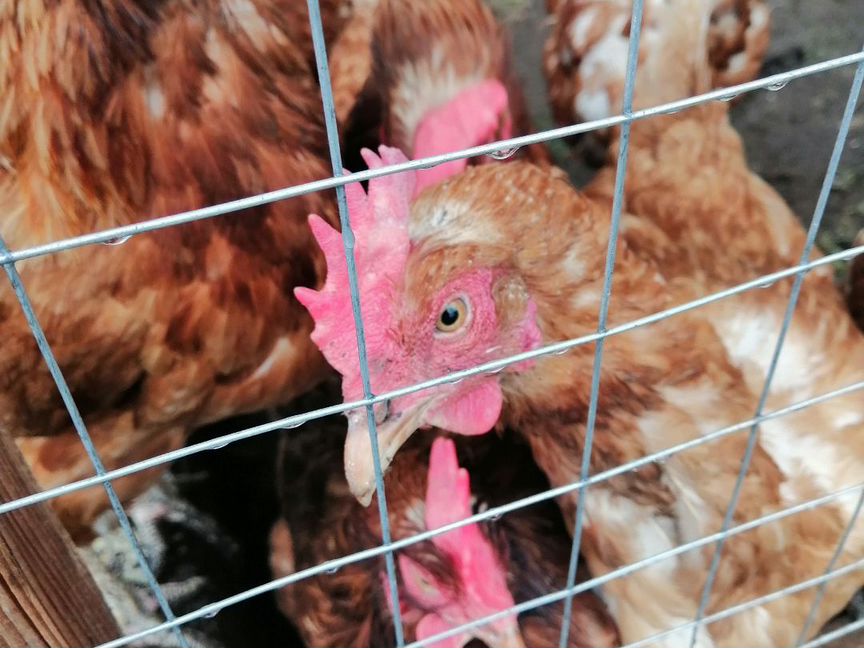 Куры несушки продам