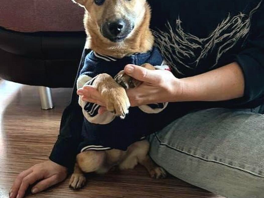 Цвергпинчер