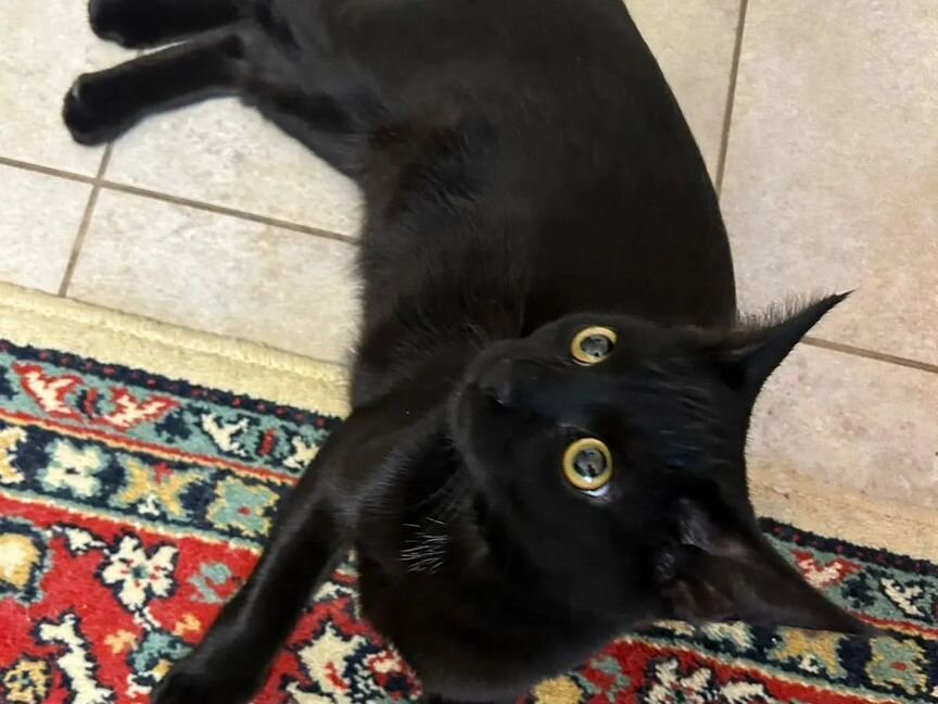 Черный котенок Максик в добрые руки