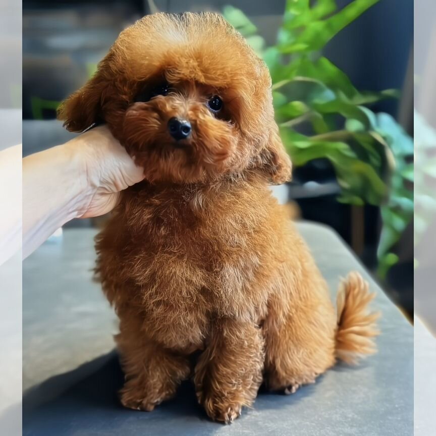 Той-пудель, щенок