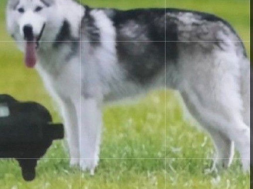 Электроошейник для собаки