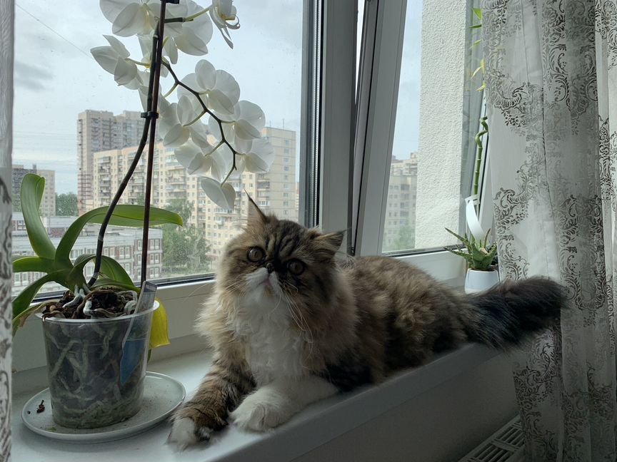 Кот Персидский экзот породистый в хорошие руки