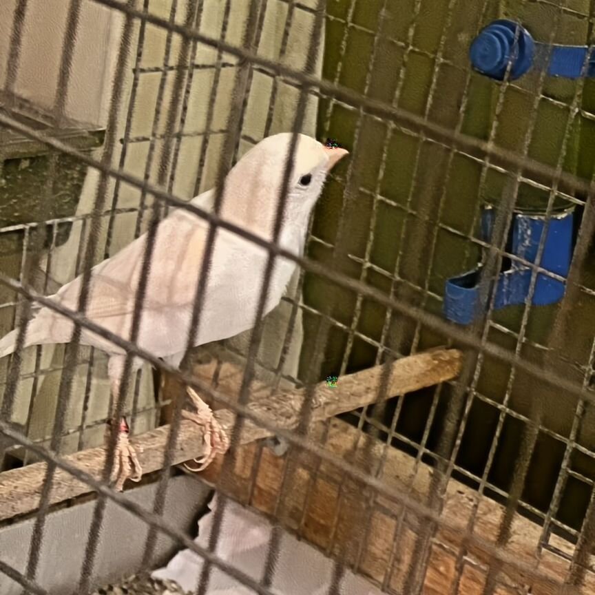 Кенор Освсяновочного Напева