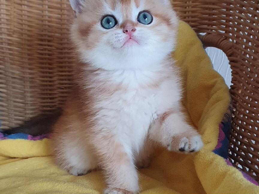 Золотые плюшевые шиншиллята