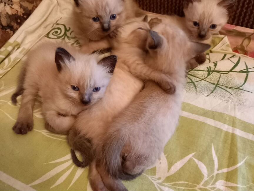 Чистокровные тайские котята