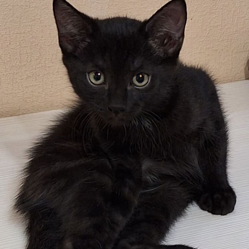 Ищу семью для котика