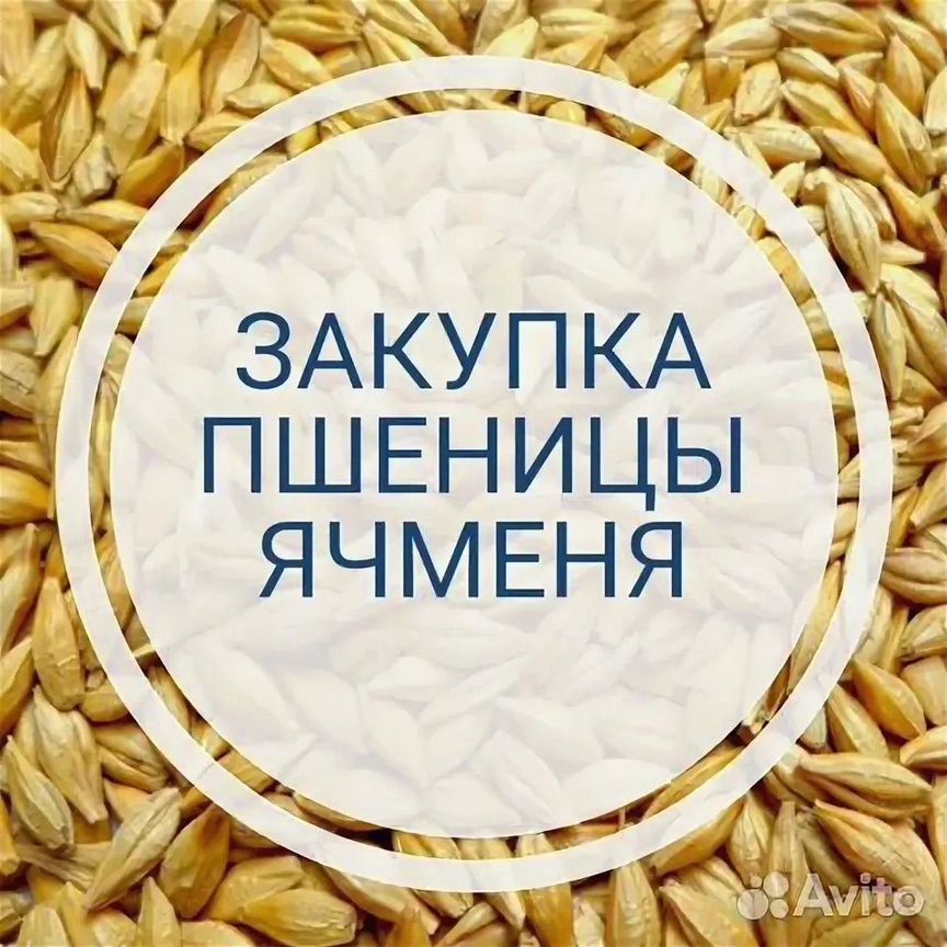 Зерно пшеница ячмень горох рожь