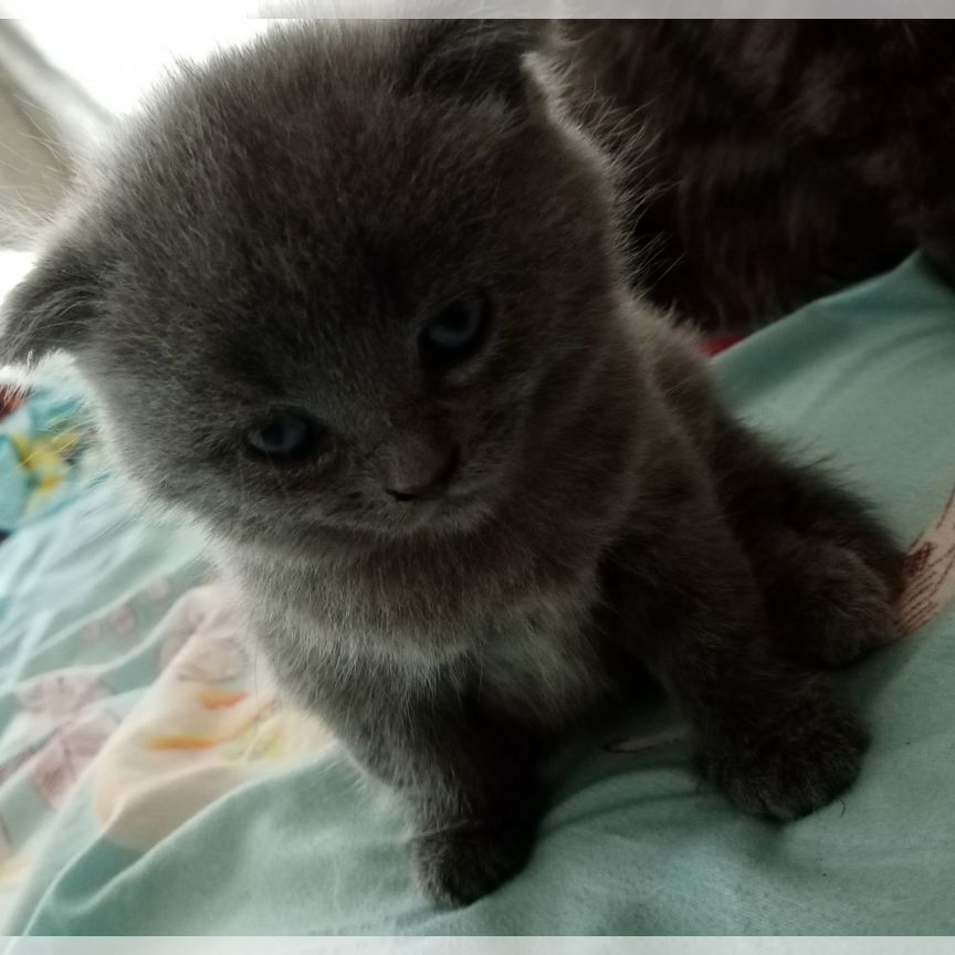 Котята