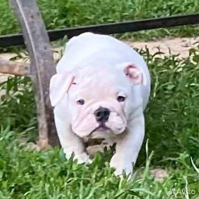 Белый Пончик мальчик английского бульдога