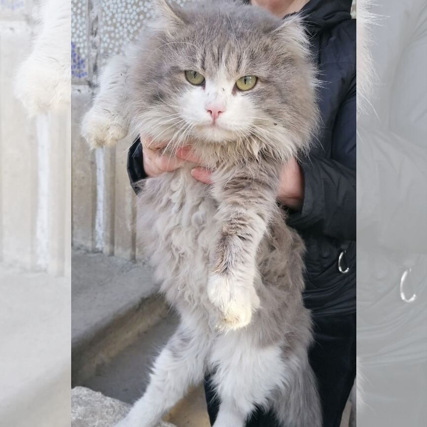 Взрослый кот в добрые руки