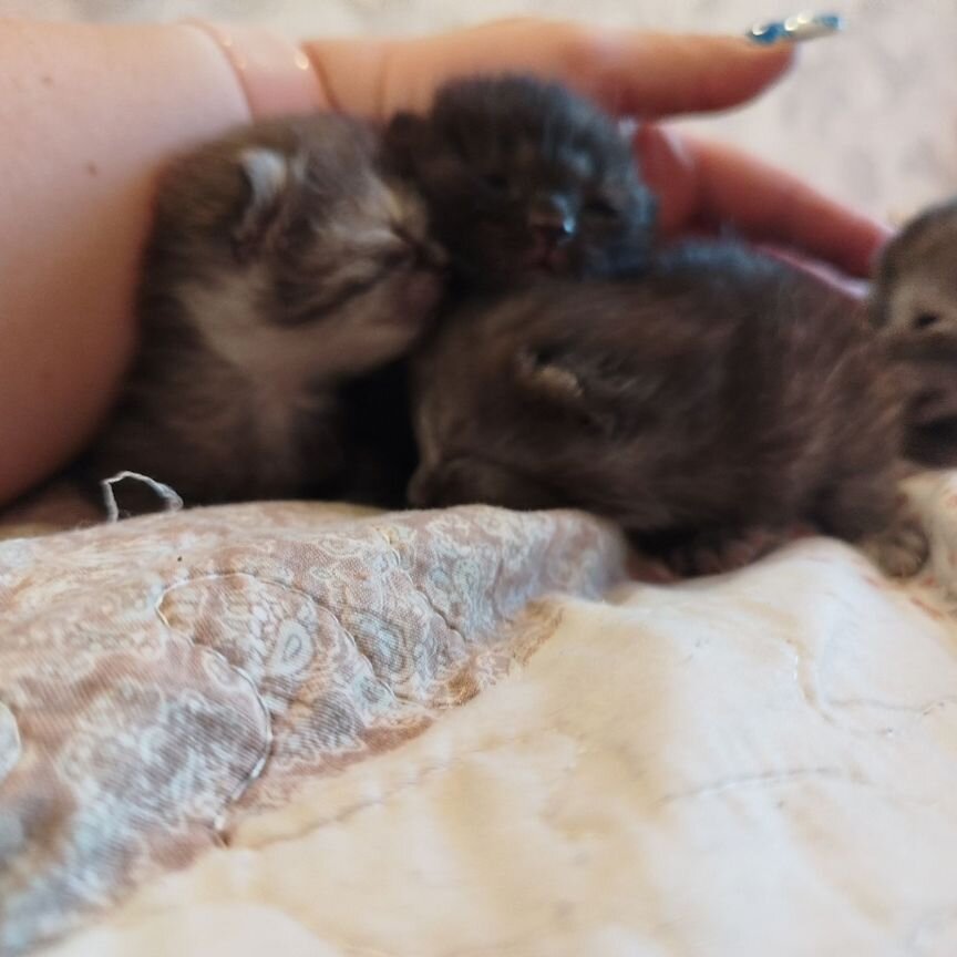 Котятки шотландские