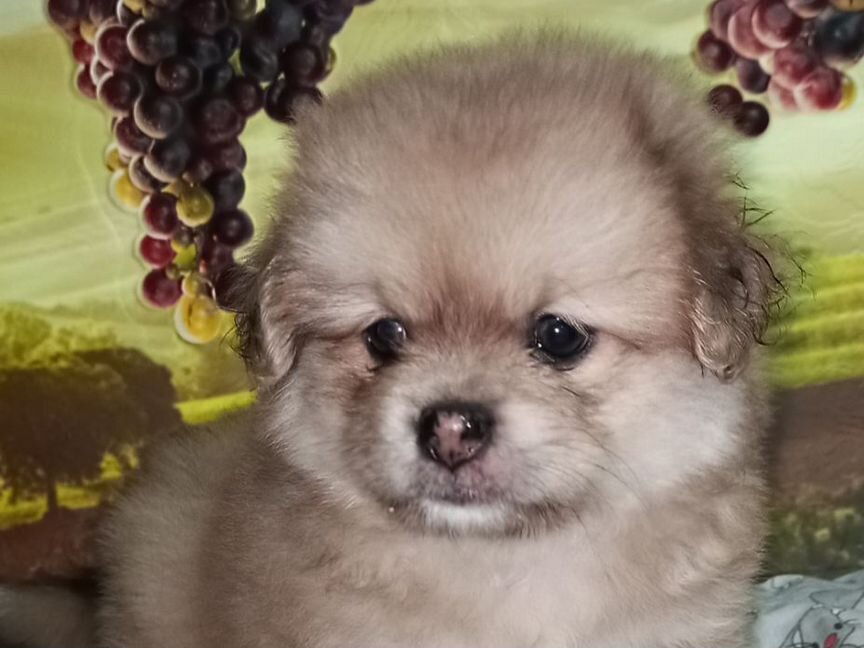 Шпикинес девочка