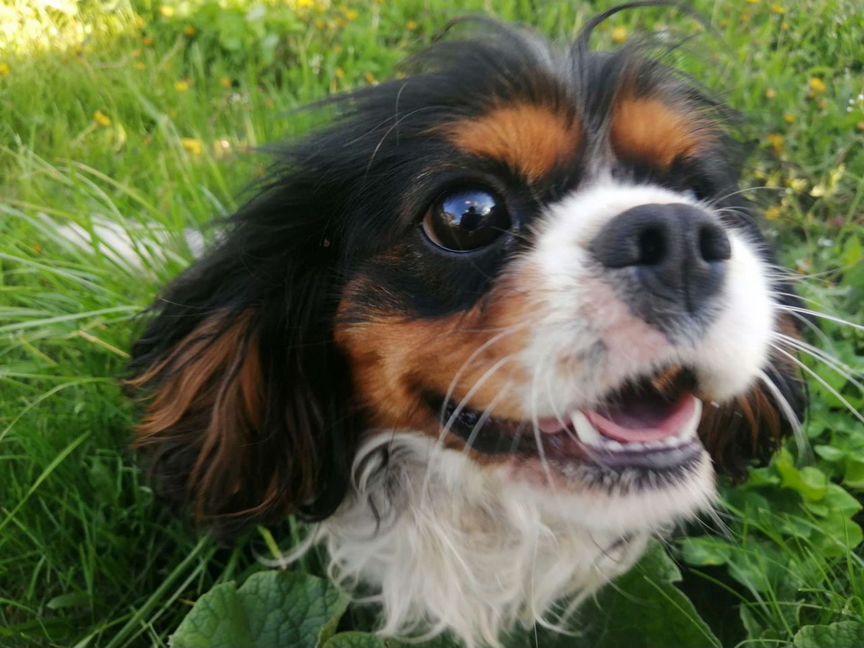 Кавалер кинг чарльз спаниель вязка