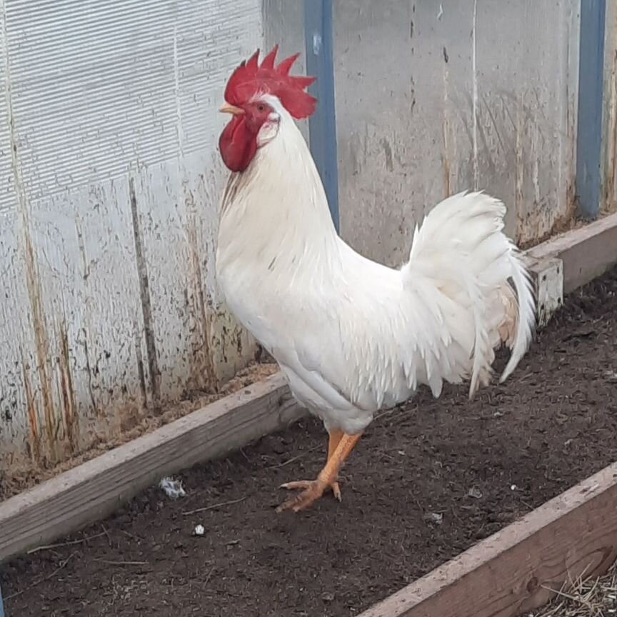 Молодые петухи 8 месяцев