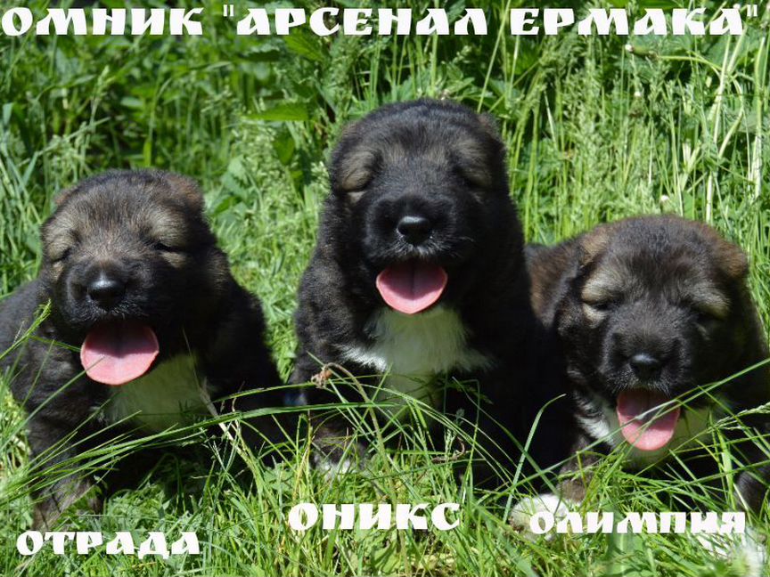 Щенки Кавказской овчарки из питомника