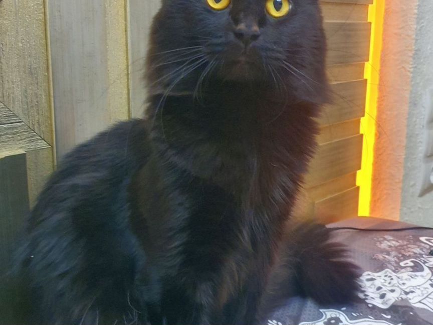 Молодой Мэйн кун ищет свою тигру