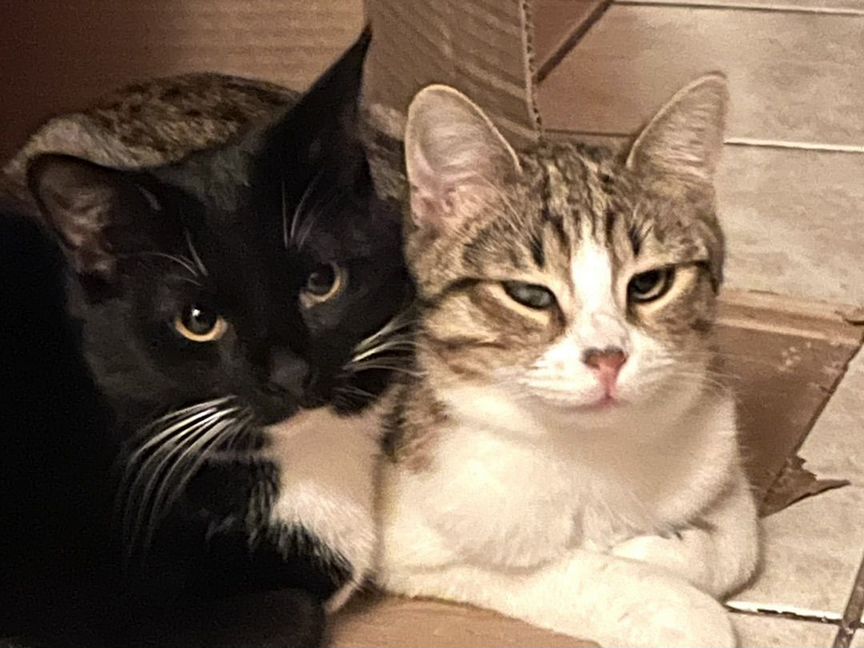 Котята братики в добрые руки