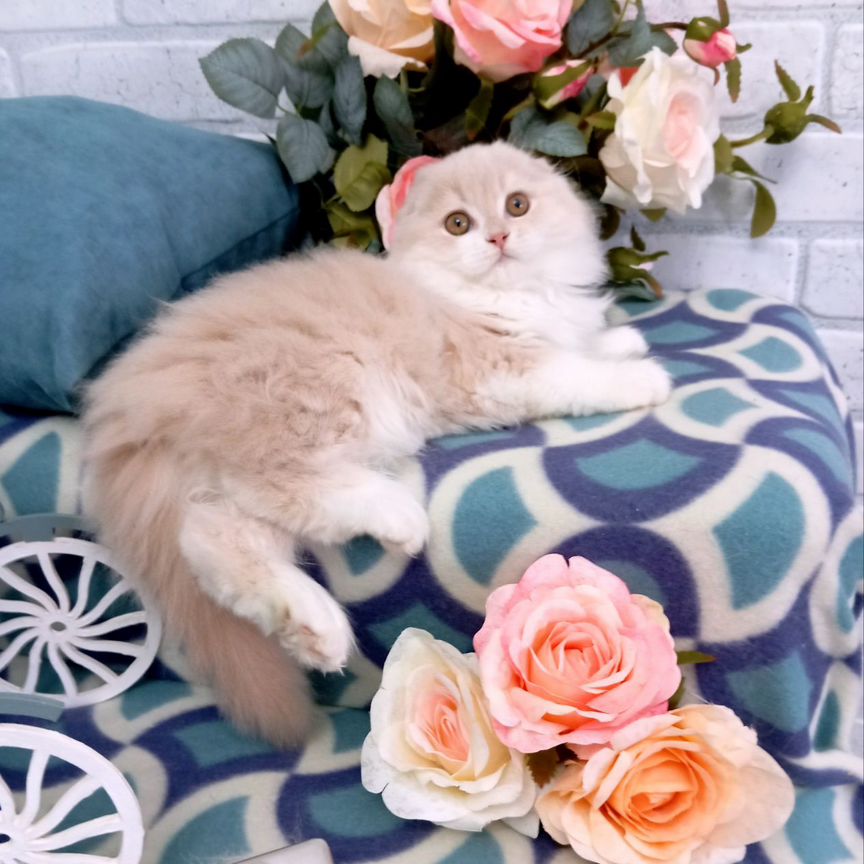 Котята хайленд фолд