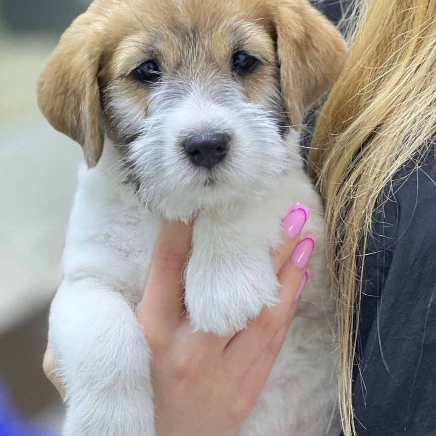 Щенок джек рассел