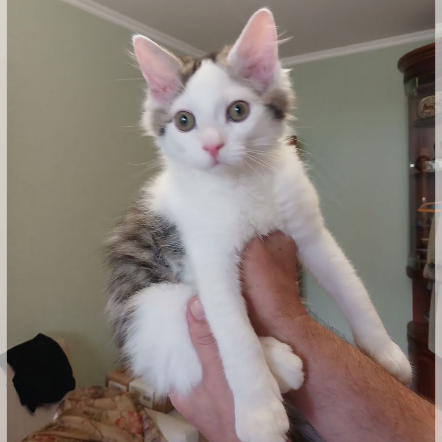 Котенок в добрые руки