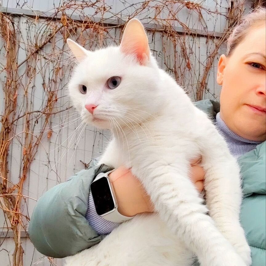 Белая кошка с голубыми глазами