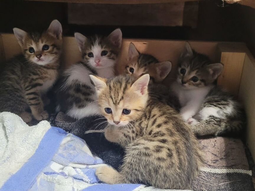 Котята от мраморной шотландки