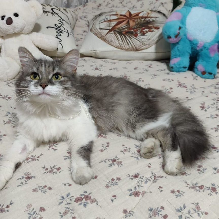 Взрослая, кошка в добрые руки