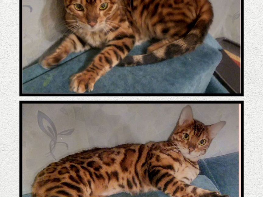 Бенгальская