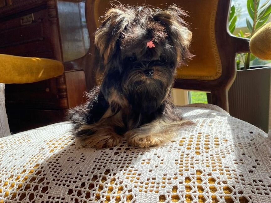 Идеальная маленькая девочка