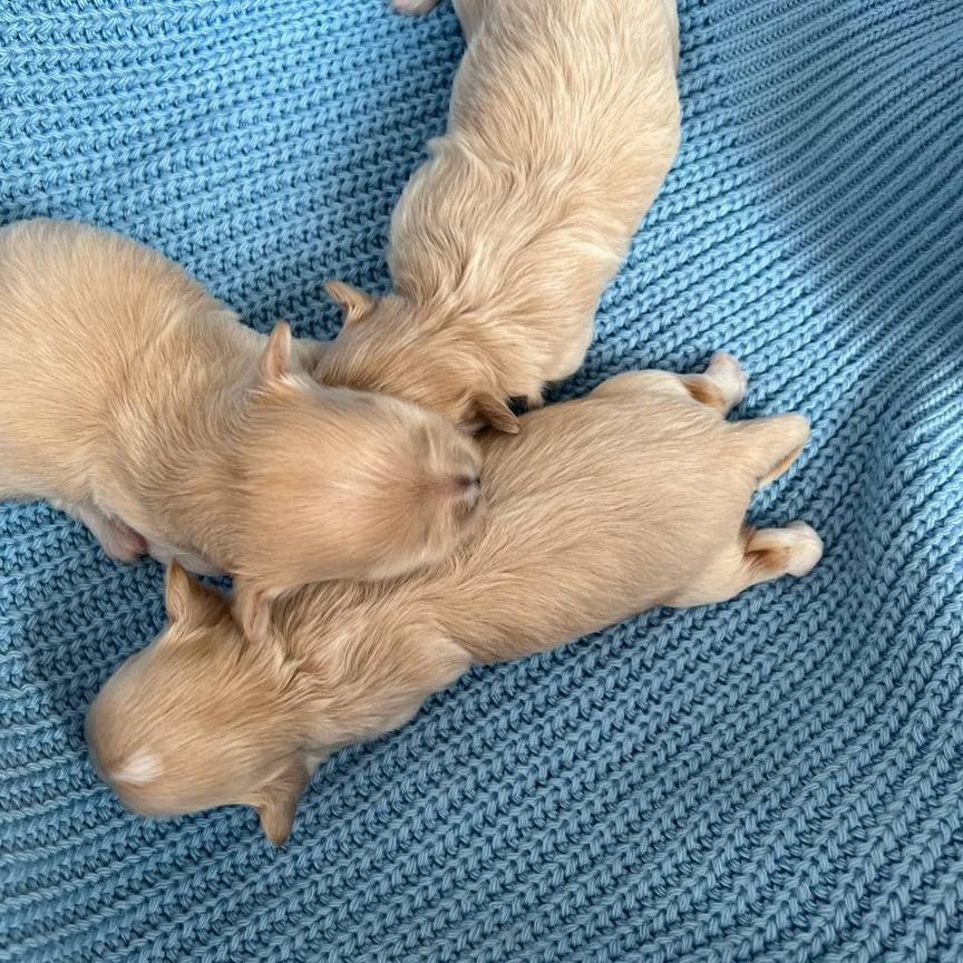 Мальтипу микро Корея Top Classa Korea f1 maltipoo