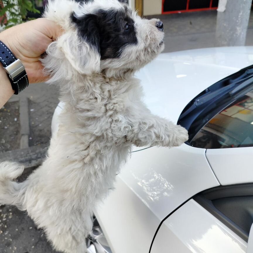 Китайская хохлатая