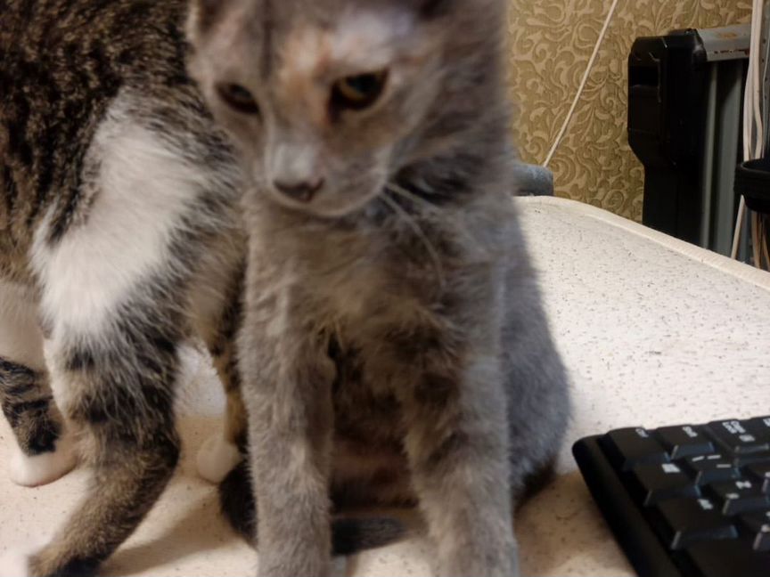 Котенок типаж русская голубая в добрые руки