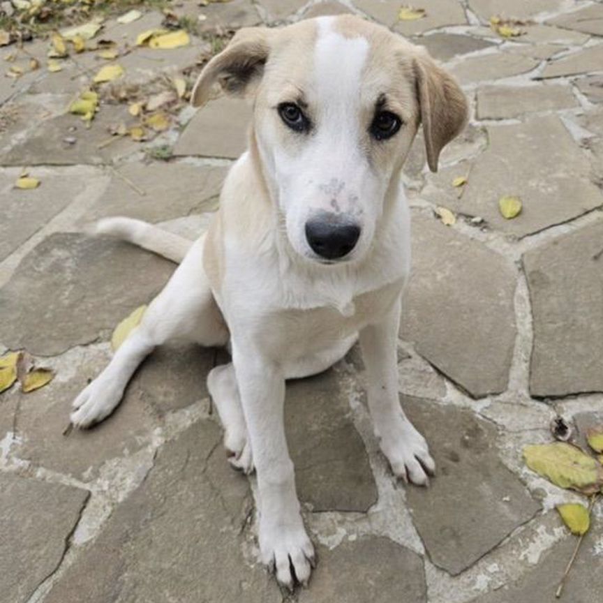 Щенок в добрые руки