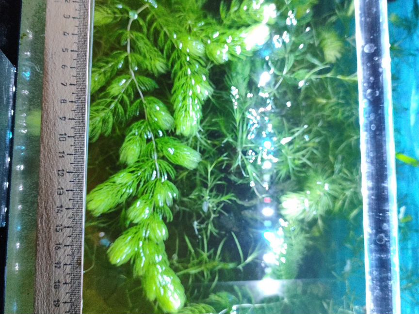 Аквариумные растения : роголистник, наяс